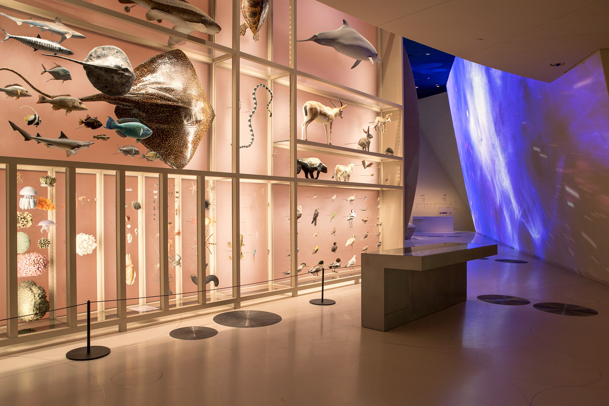 Terinspirasi Desert Rose, Museum Nasional Qatar Ini Miliki Bentuk ...