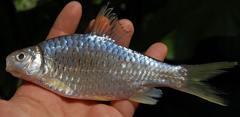 Jenis Ikan Bersisik Laut - VaughnropHuynh