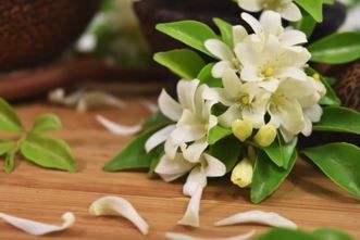 Seram, di Balik Keindahannya, Ini 3 Bunga Pemanggil Makhluk Halus ...