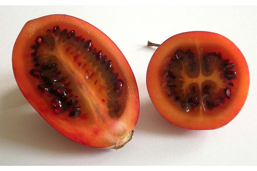 Meski Namanya Terung Belanda, Asalnya Bukan dari Belanda! Dari Mana ...