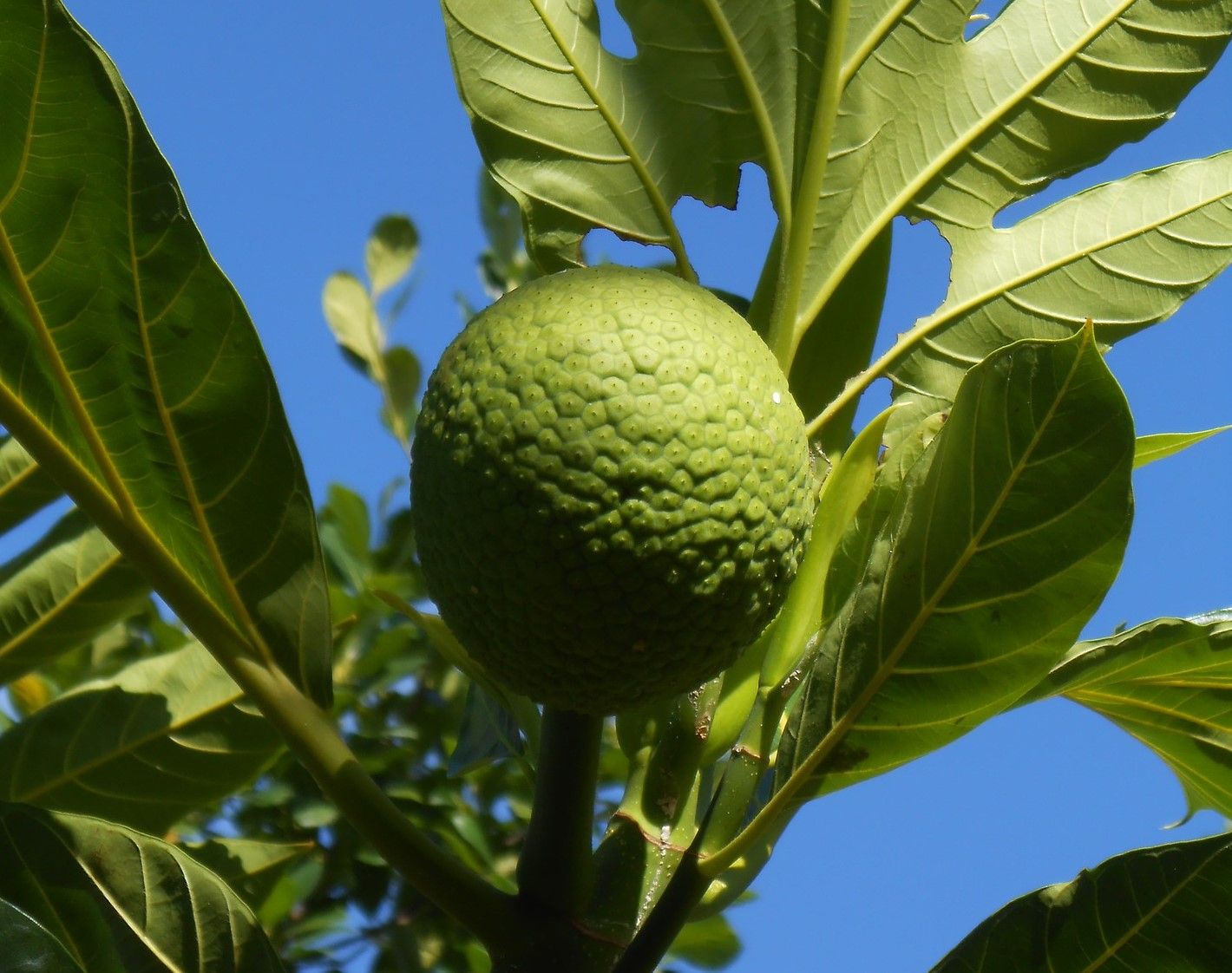 Bisa Bantu Kendalikan Diabetes, Buah Sukun Punya Banyak Manfaat ...