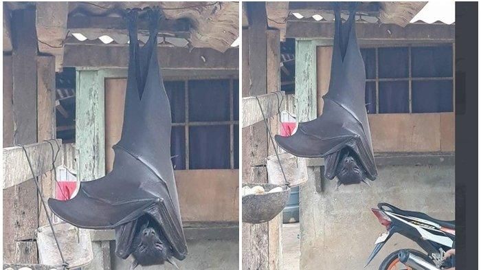 Manusia Bersayap Asli