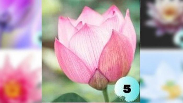 Tes Kepribadian: Bunga Lotus yang Anda Pilih Bisa Ungkap Situasi Hati ...