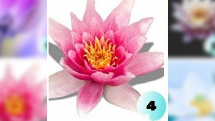 Tes Kepribadian: Bunga Lotus yang Anda Pilih Bisa Ungkap Situasi Hati ...
