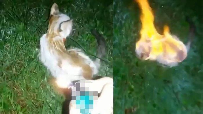 video kucing nyanyi ulang tahun - Alan Clark