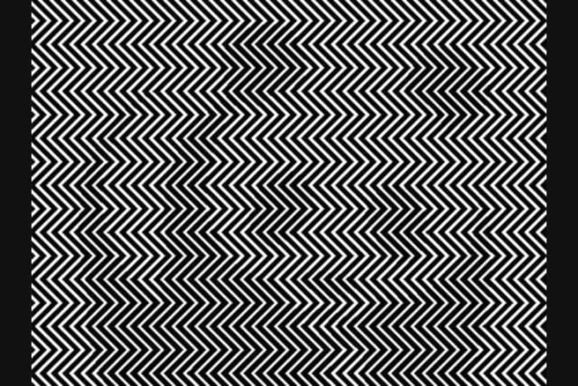 Tes Penglihatan Anda, Hewan Apa yang Anda Lihat di Gambar Ini? - Sonora.id