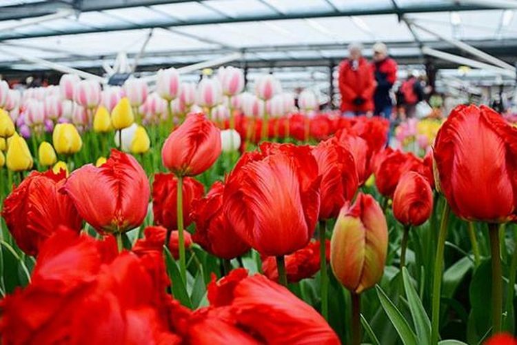 Bunga Tulip Ungu Mekar