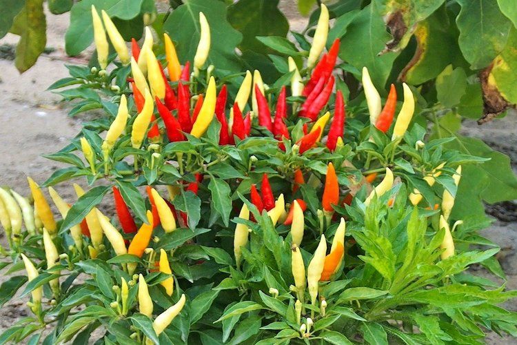 Pohon Cabe Dalam Pot