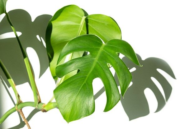 Mengenal 6 Jenis Monstera, Tanaman Eksotis yang Unik dan kekinian ...