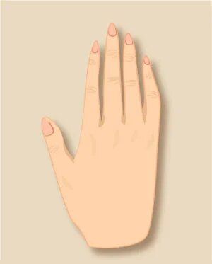 5 Jenis Tangan di Dalam Ilmu Palmistri, Periksa Jenis Tangan Anda ...