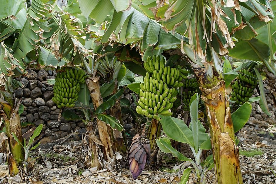 Contoh Contoh Tumbuhan Yang Berkembang Biak Dengan Cara Tunas Semua ... Contoh Contoh Tumbuhan Yang Berkembang Biak Dengan Cara Tunas Semua ...