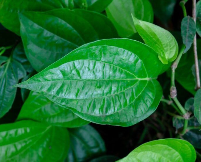 khasiat dan cara penggunaan daun sireh - Brian Wright