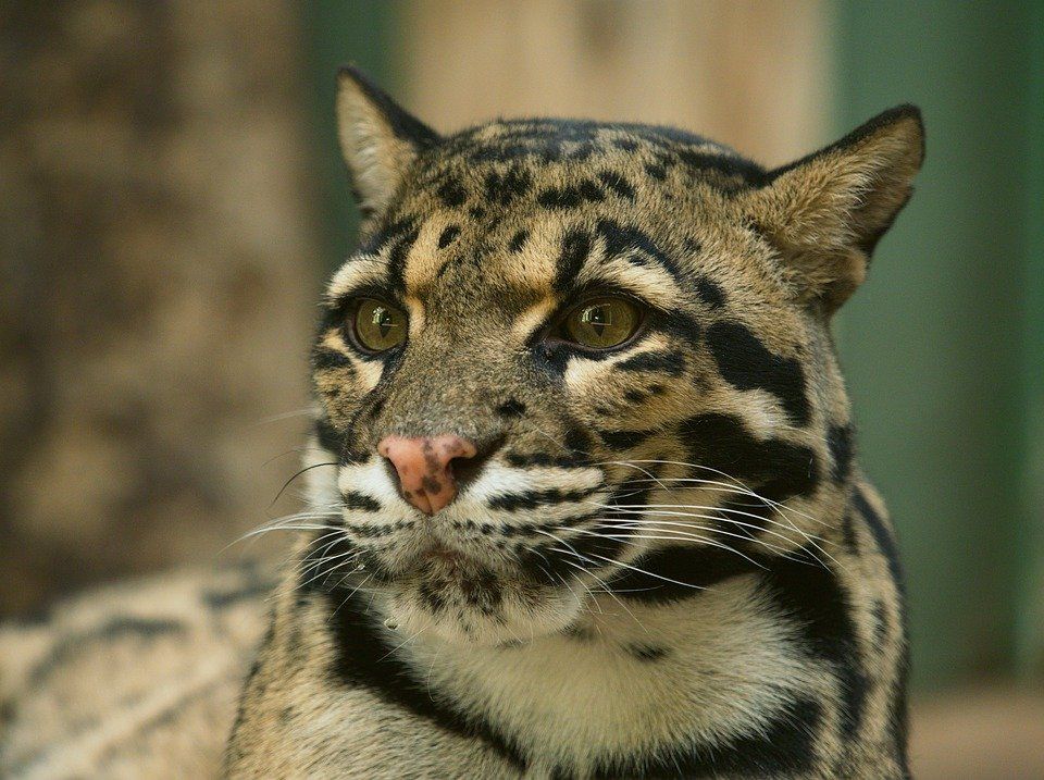 6 Fakta Menarik Macan Dahan Sunda, Kucing Besar Asli Indonesia yang ...