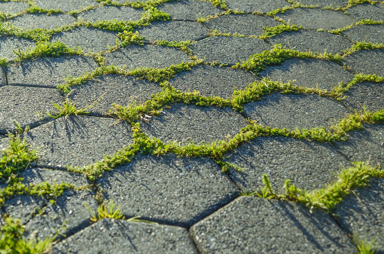 Tips Membersihkan Rumput Liar di Paving Block agar Halaman Rumah Bersih ...