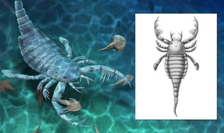 Kalajengking Raksasa