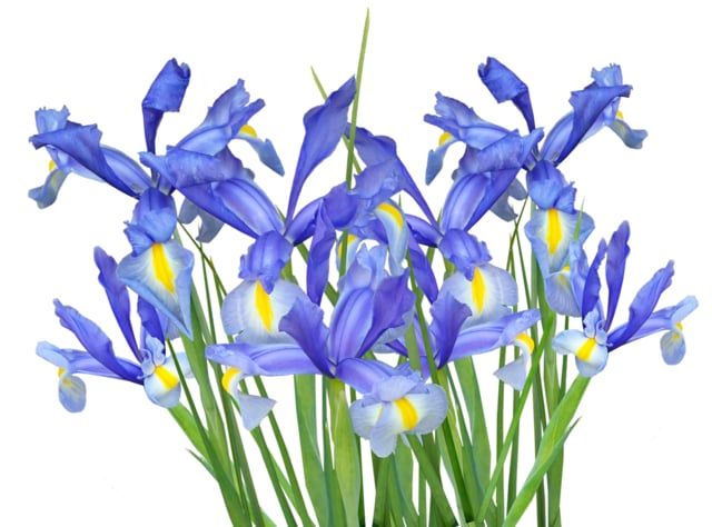 Mengenal Bunga Iris Biru, Bunga Nasional Prancis yang Bermakna Harapan Baik