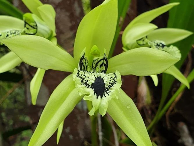 banyak banyak bunga bunga apa warna hitam jawapan - Sam Langdon