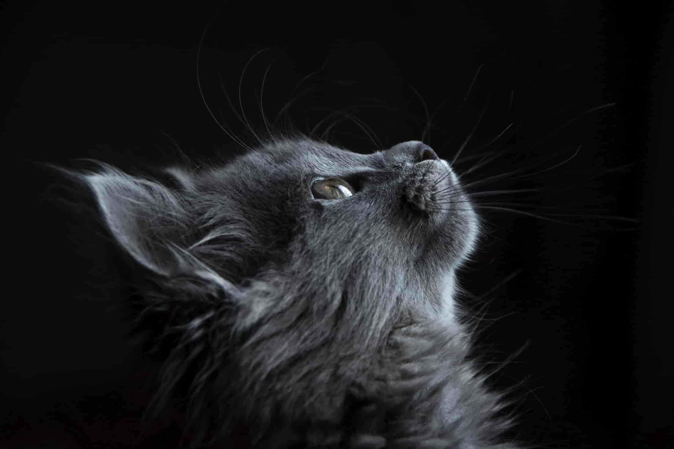 Kucing Anggora Hitam