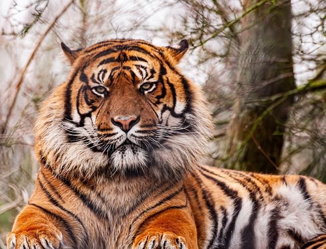 Harimau Sumatera Branca