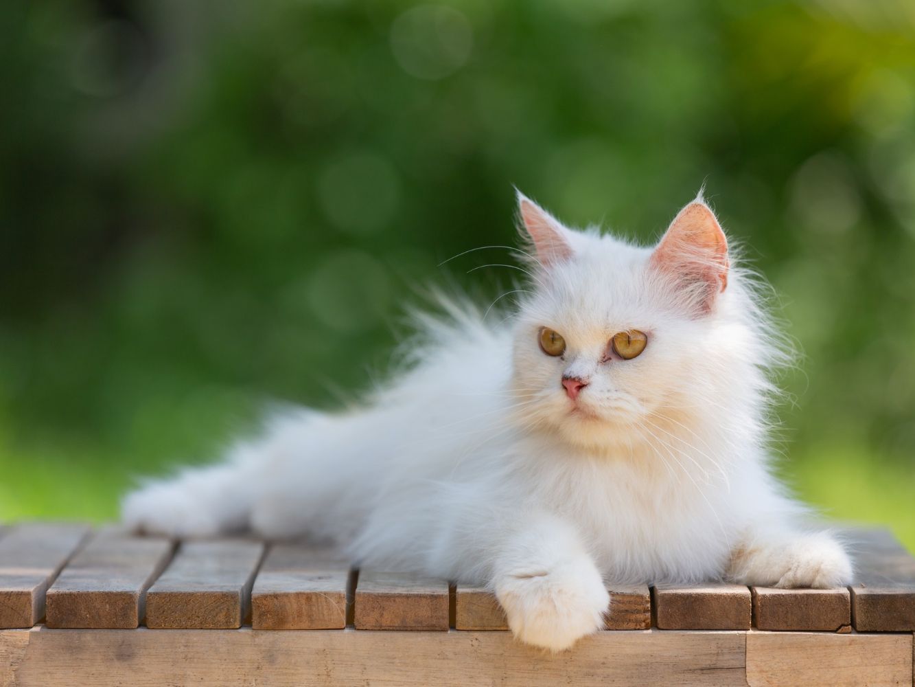 Kucing Anggora