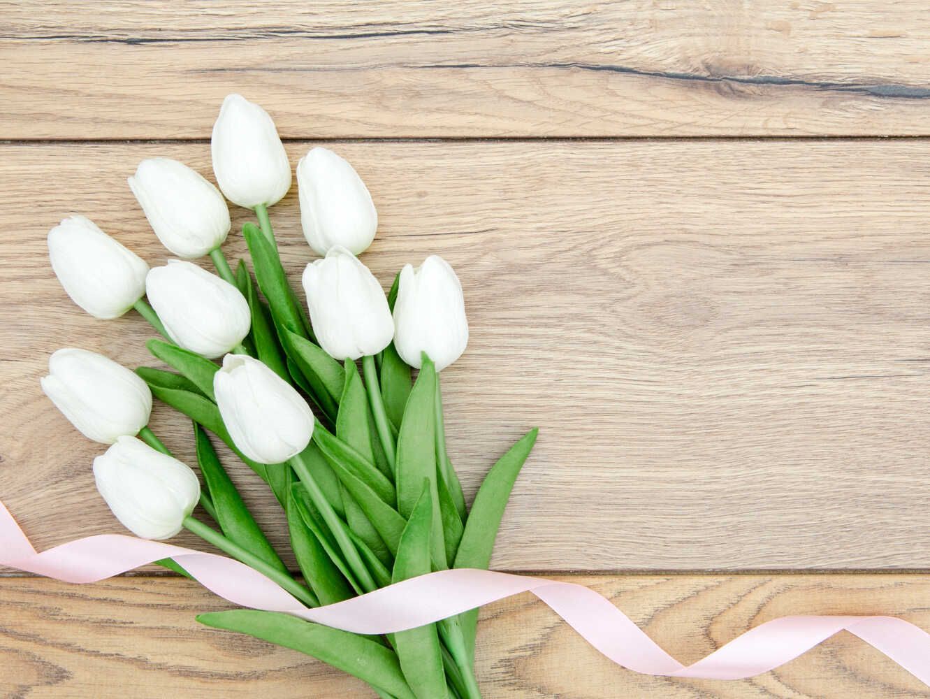 Bunga Tulip Merah Putih