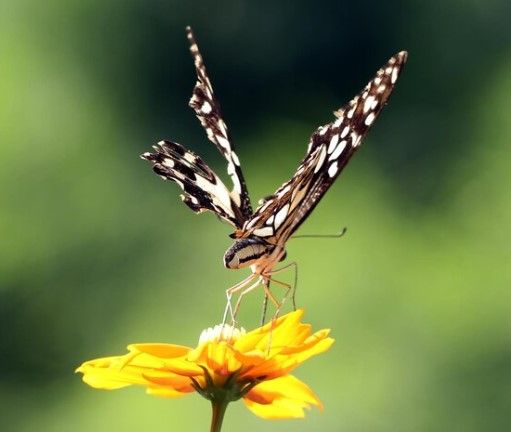 Contoh Hewan Invertebrata, Pengetian, Ciri-ciri, dan Gambar, Lengkap ...