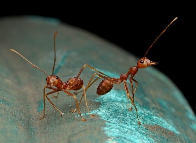 Contoh Hewan Invertebrata, Pengetian, Ciri-ciri, dan Gambar, Lengkap ...