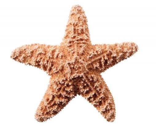 Contoh Hewan Invertebrata, Pengetian, Ciri-ciri, dan Gambar, Lengkap ...