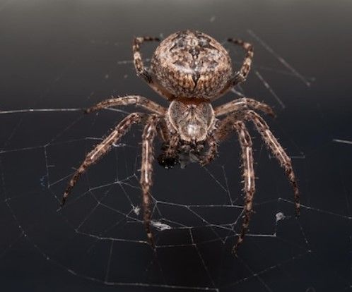 Contoh Hewan Invertebrata, Pengetian, Ciri-ciri, dan Gambar, Lengkap ...