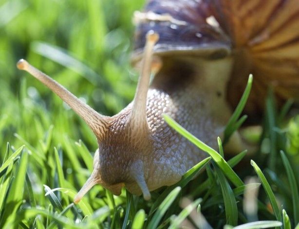 Contoh Hewan Invertebrata, Pengetian, Ciri-ciri, dan Gambar, Lengkap ...