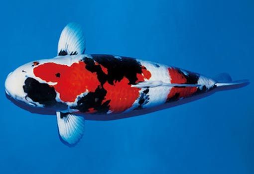 7 Jenis Ikan Koi Termahal di Dunia, Harganya Ada yang Mencapai Rp 26M ...