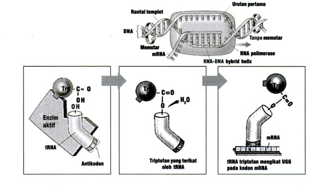 Tahapan Sintesis Protein dari Transkripsi hingga Translasi, Materi ...