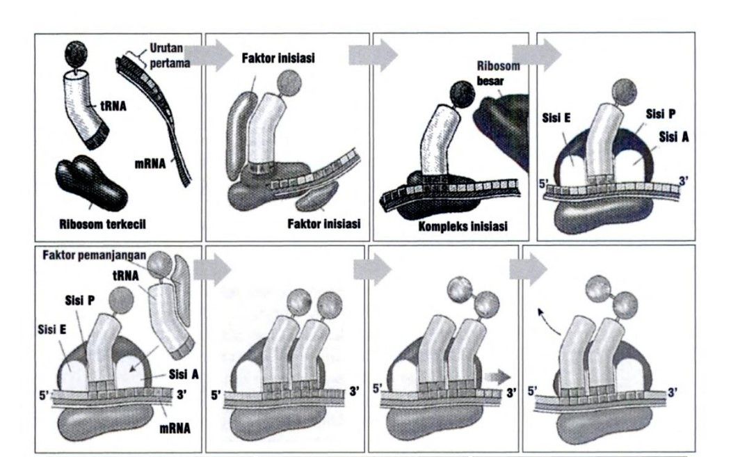 Tahapan Sintesis Protein dari Transkripsi hingga Translasi, Materi ...
