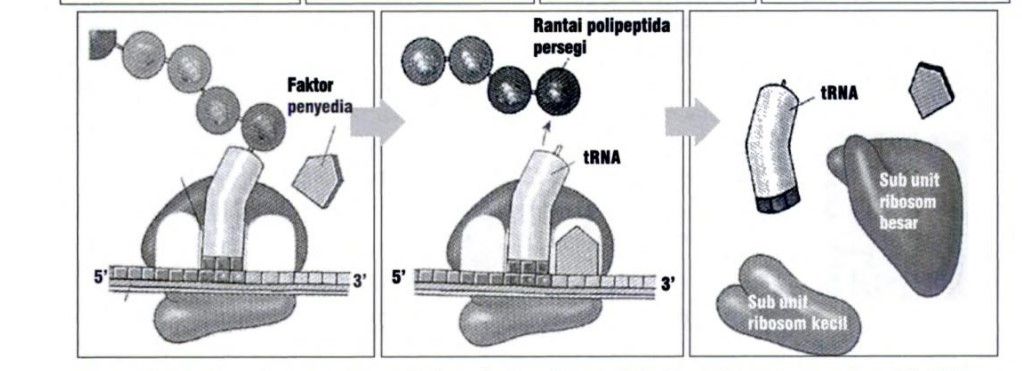 Tahapan Sintesis Protein dari Transkripsi hingga Translasi, Materi ...