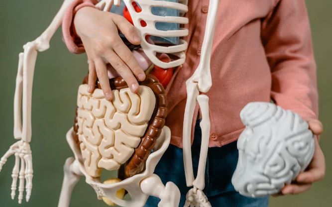 Mengenal Sistem Reproduksi Pria Bagian Luar dan Fungsi Pentingnya