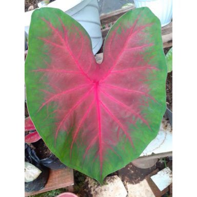 23 Jenis Bunga Keladi Mahal Lengkap dengan Cara Merawatnya yang Benar ...