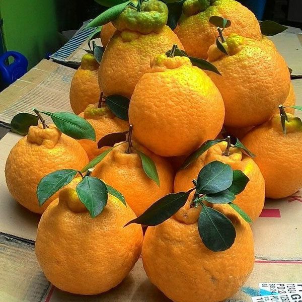 Buah Paling Mahal di Dunia, Ada yang Setara Harga Mobil - Halaman 3 ...