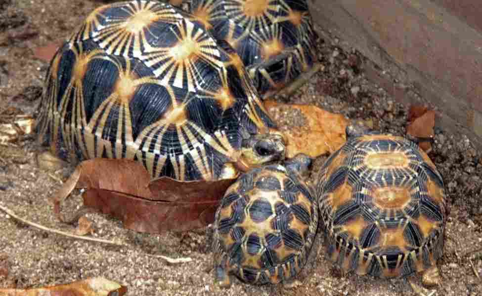 5 Jenis Kura-kura Peliharaan yang Sangat Populer di Indonesia - Semua ...