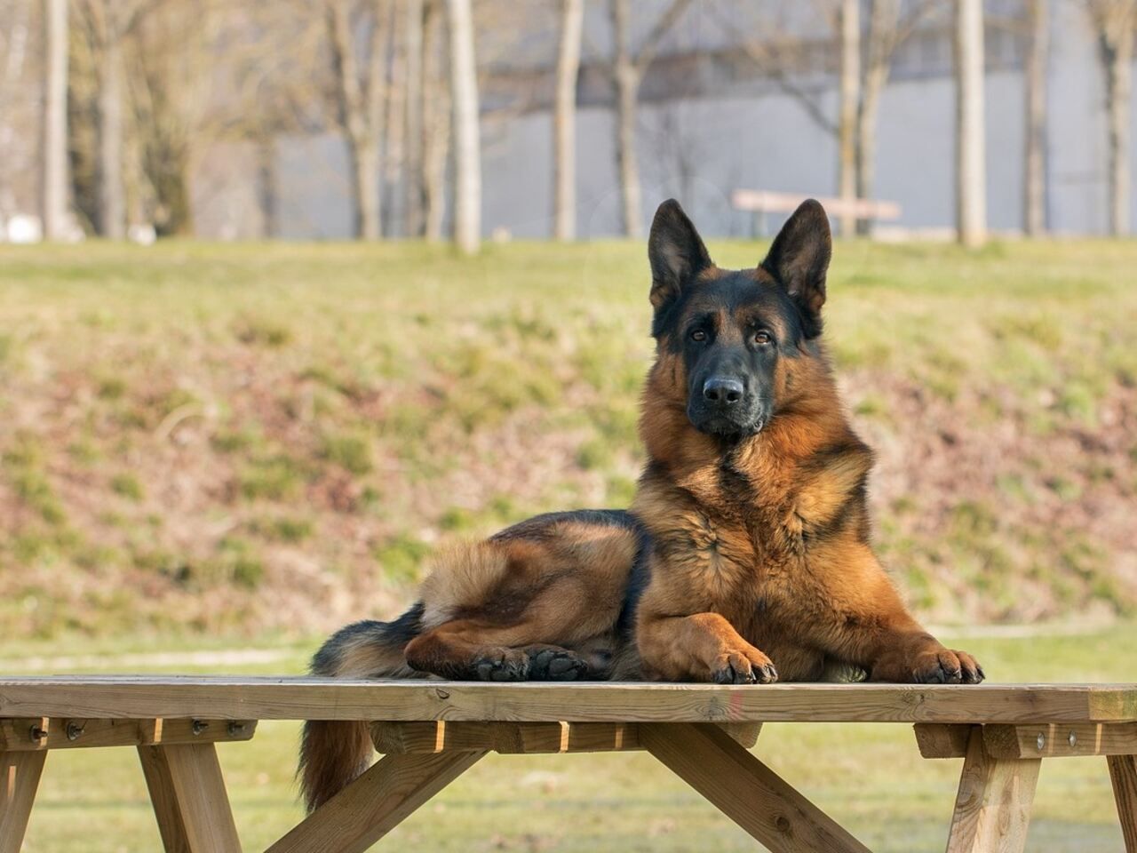 8 Fakta Menarik Anjing German Shepherd yang Sering Disebut Herder