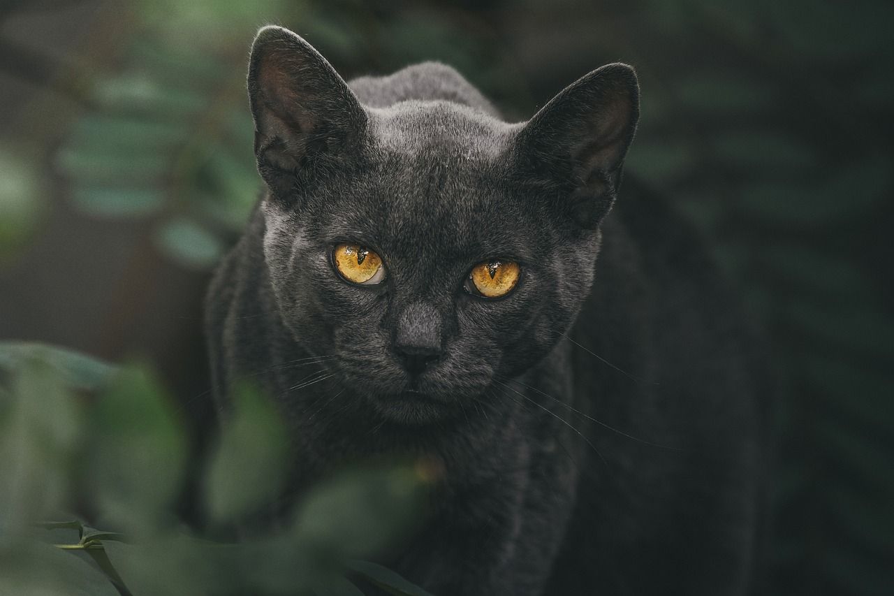 Kucing Persia Hitam
