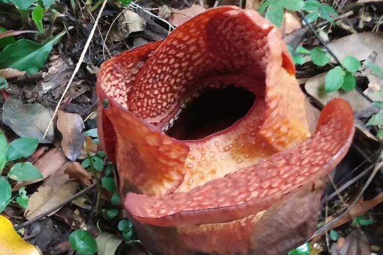 Yuk Kenali Rafflesia Arnoldii, Bunga Terbesar dan Terbau di Dunia dari ...