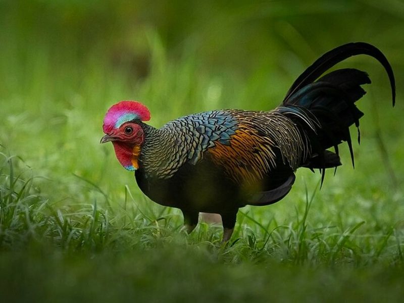 Ayam Hutan Merah Jawa Ayam Hutan Merah Jawa