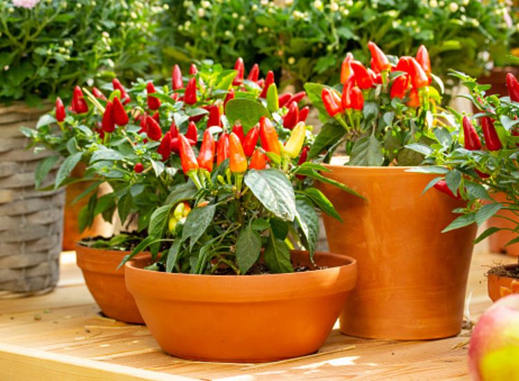 Pohon Cabe Dalam Pot