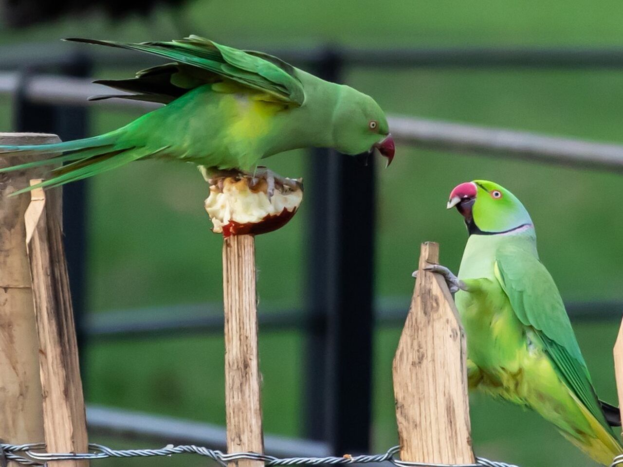 Burung Nuri Hijau