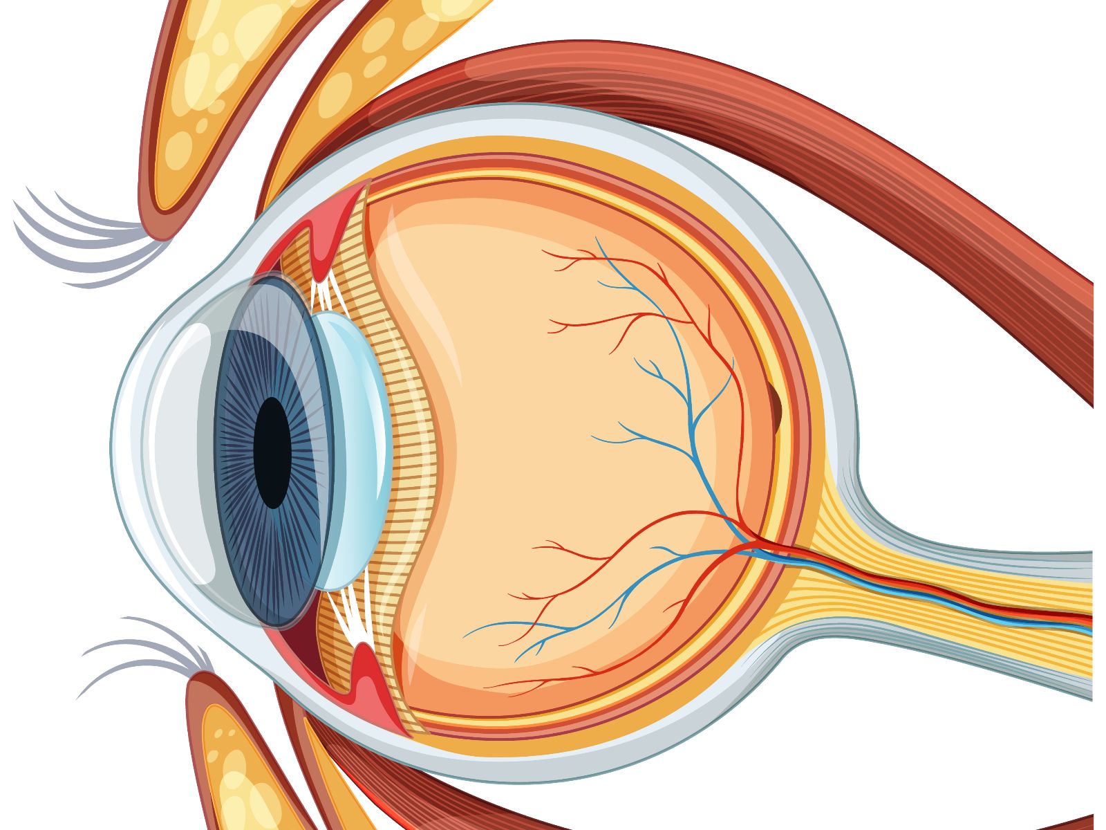 Organs of the Human Eye: Anatomy, Characteristics, and Functions ...