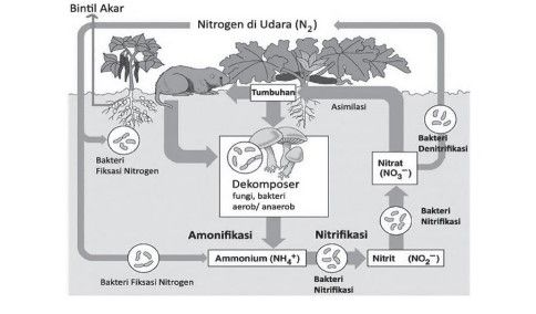 Daur Biogeokimia: Jenis, Fungsi dan Contoh - Semua Halaman - Sonora.id
