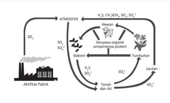 Daur Biogeokimia: Jenis, Fungsi dan Contoh - Semua Halaman - Sonora.id