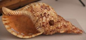 11 Alat Musik Maluku dan Cara Memainkan - Semua Halaman - Sonora.id