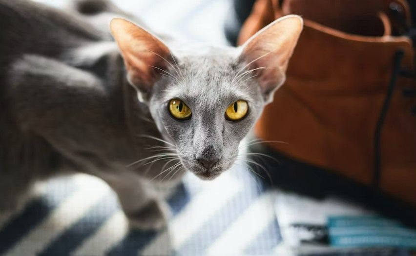 10 Ras Kucing Abu-Abu Paling Menggemaskan, Lengkap dengan Gambar ...