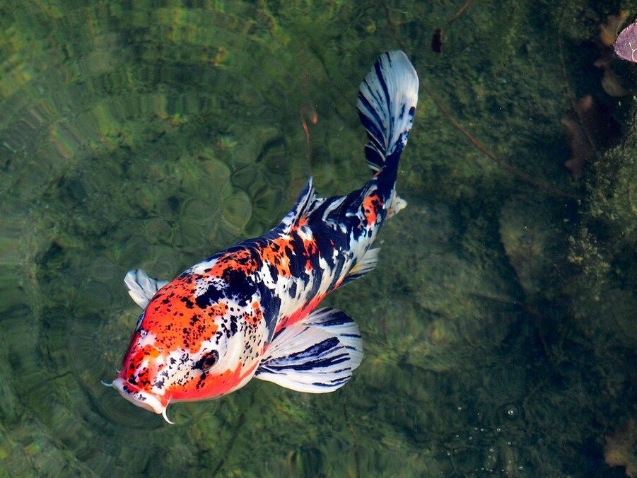 Jenis Ikan Koi Termahal